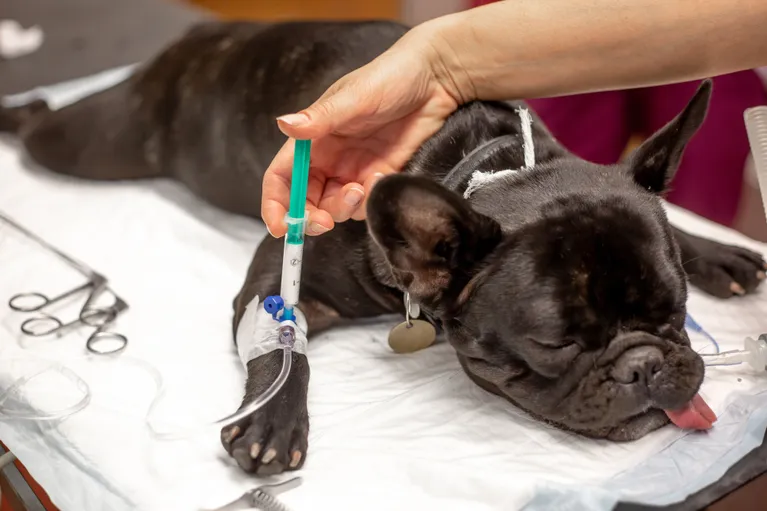 Pet Pain Management Service in Fontana | Dog & Cat Pain Care