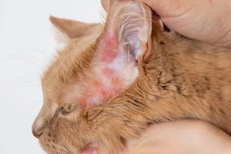 Pet Ringworm Prevention & Treatment in Fontana | Pet Skin Care