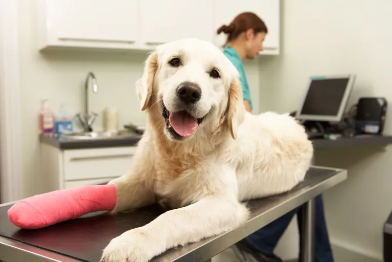TPLO Surgery for pets in Fontana | Advanced Knee Repair